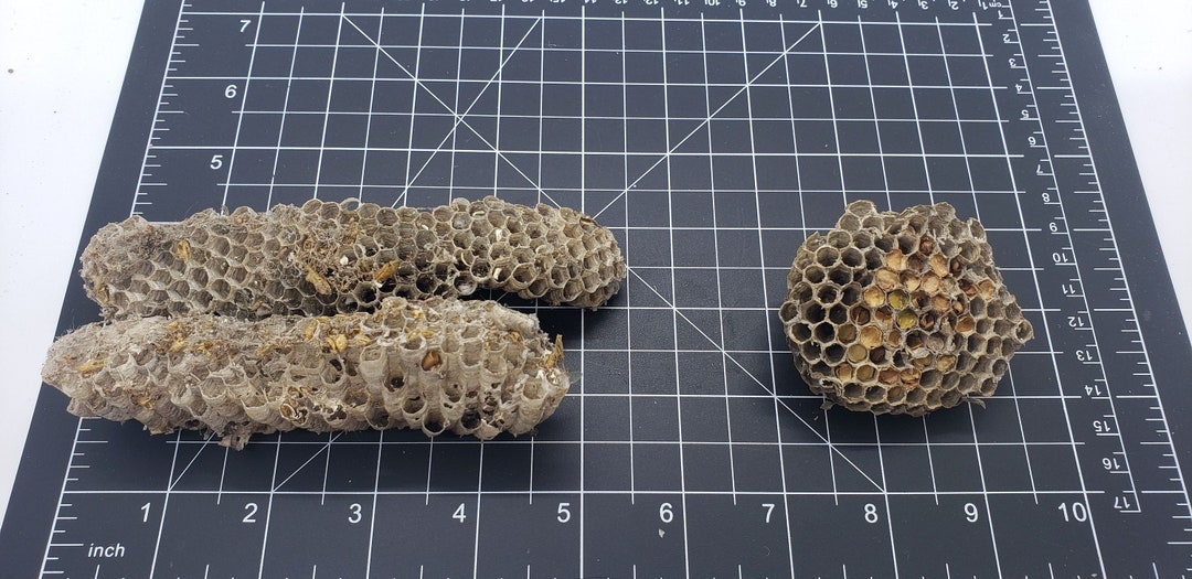 Paper Wasp Nest,4 1/2", 5 1/2", 2 1/2" Wasp Nest,bee Nest,hornet's Nest ...