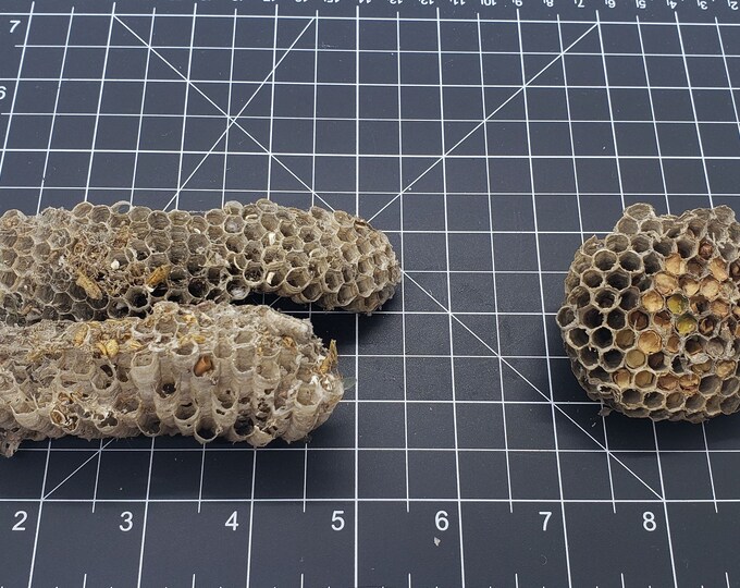 Paper Wasp Nest,4 1/2", 5 1/2", 2 1/2" Wasp Nest,bee Nest,hornet's Nest ...