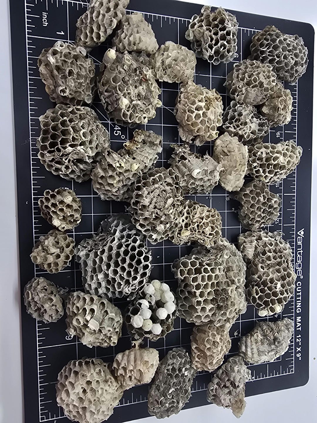 30+ DAMAGED Wasp Nests, 3" and Smaller,damaged Wasp Nests,natural ...