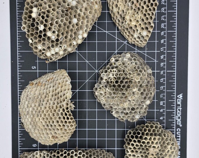 6) Paper Wasp Nest Starter/gift Bundle, Wasp Nest,bee Nest,hornet's ...