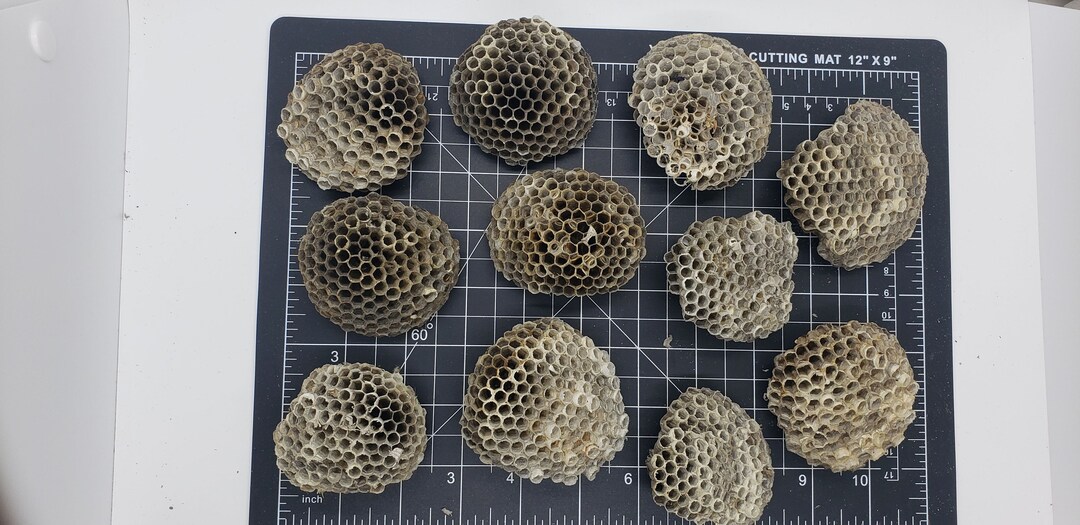 11 23 Paper Wasp Nest Starter/gift Bundle Wasp - Etsy