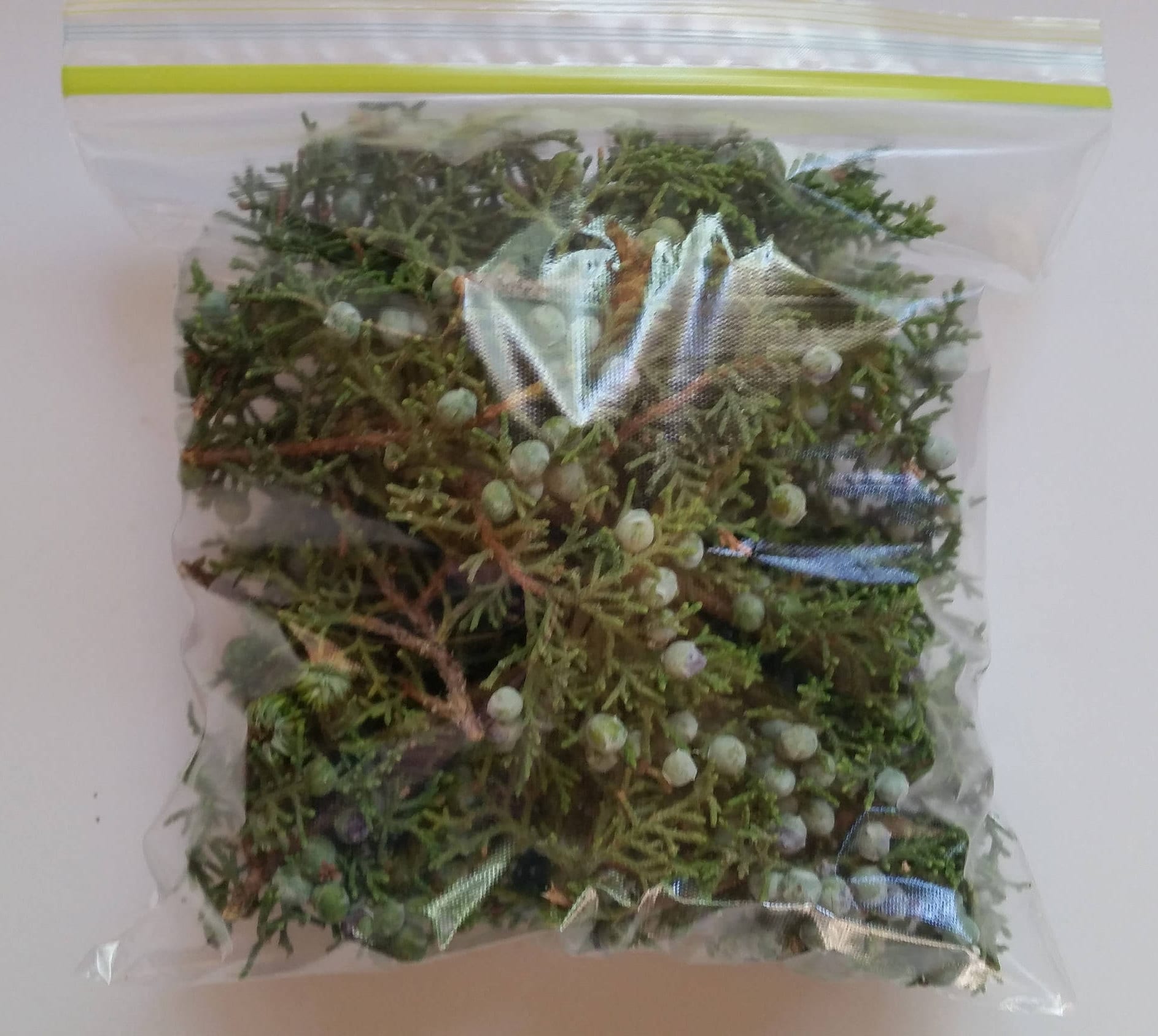 2 lb Fresh Juniper Branches and berriesBrewingJuniperus | Etsy