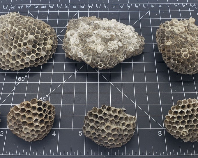Big Paper Wasp Nest,3 1/2", 3,", 2" Wasp Nest,bee Nest,hornet's Nest ...