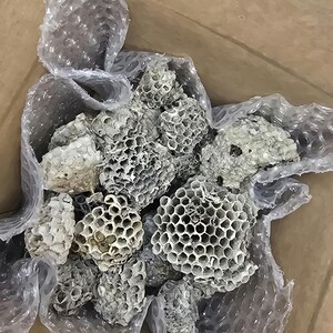 30+ DAMAGED Wasp Nests, 3" and Smaller,damaged Wasp Nests,natural ...