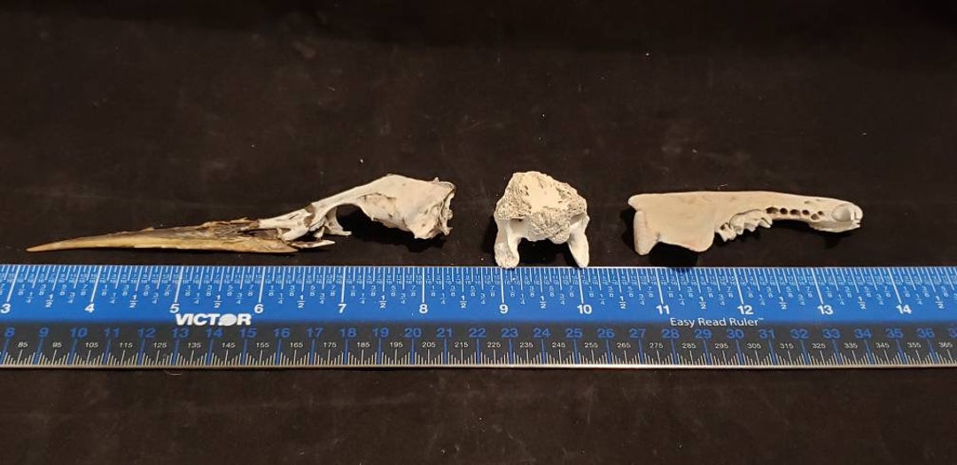 Real Bone Pieces, Jaw Bone,back Bone,skull, Curiosity Cabinet,jewelry ...