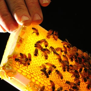 Bee Paper Pucks DIY Reusable Food Wraps All Natural | Etsy