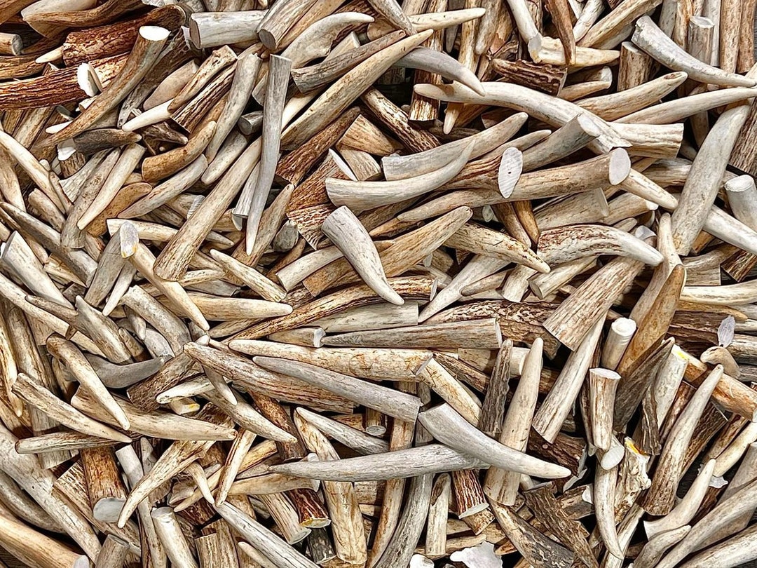 Extra-small Deer Antler Tips/tines/points - 1-4" Long - 12, 24, & 48 ...