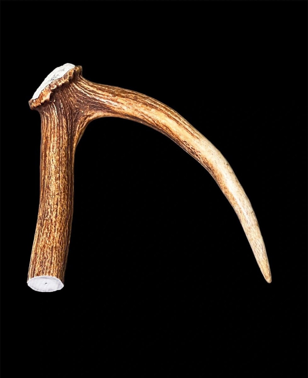 Axis Antler Cane Handle Topper With Burr - Etsy