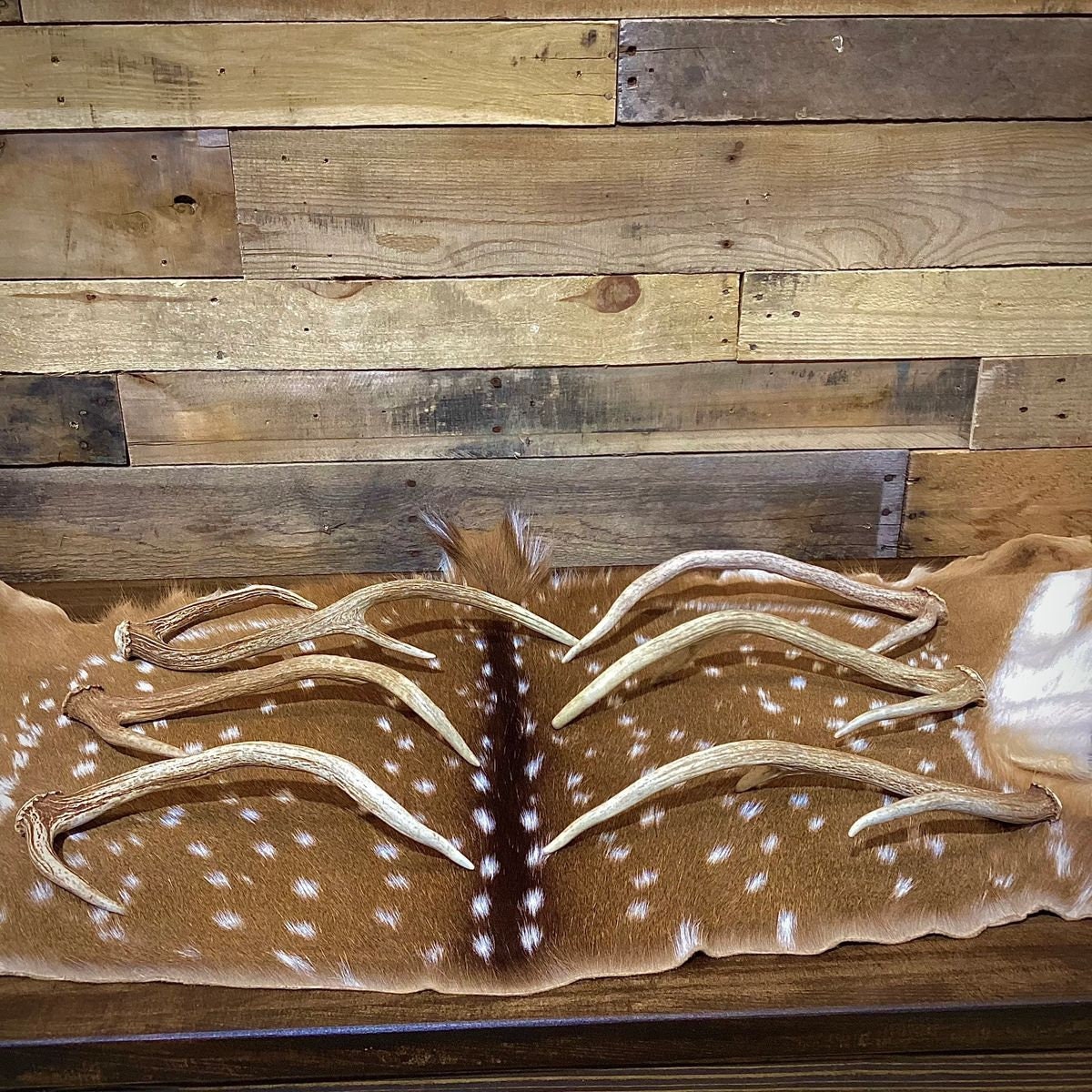 Premium Axis Deer Antler Sheds Small Size Choose Quantity - Etsy