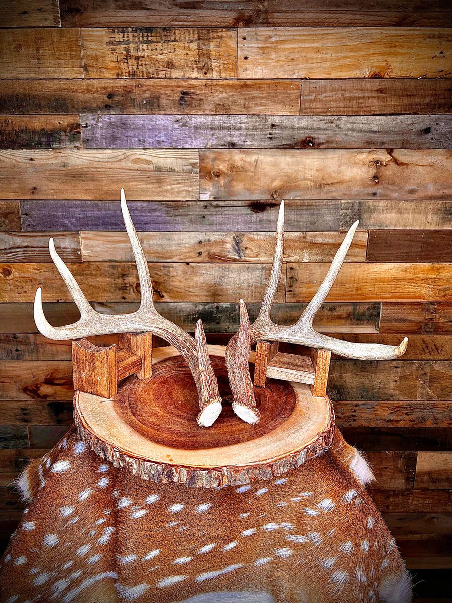 Pair of Non-matching Whitetail Deer Antler Sheds - A Grade - All Sizes ...