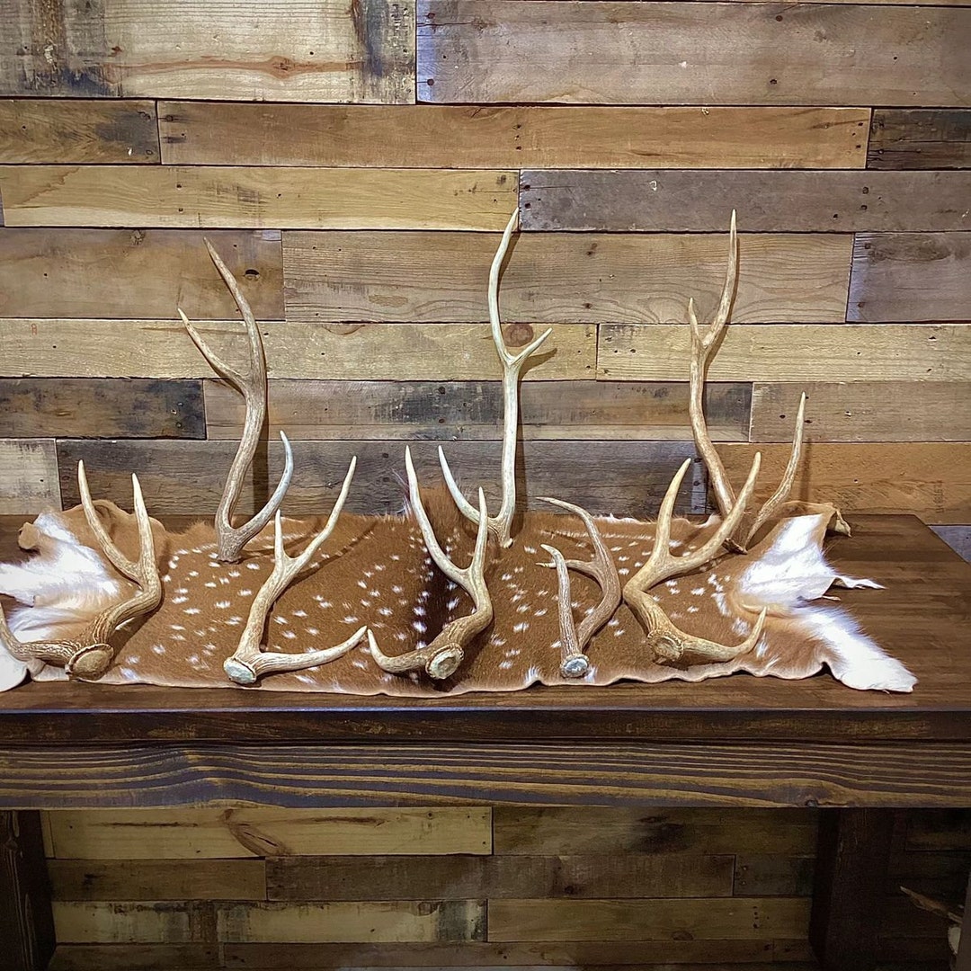 Premium Axis Deer Antler Sheds - Medium Size - Choose Quantity - Etsy