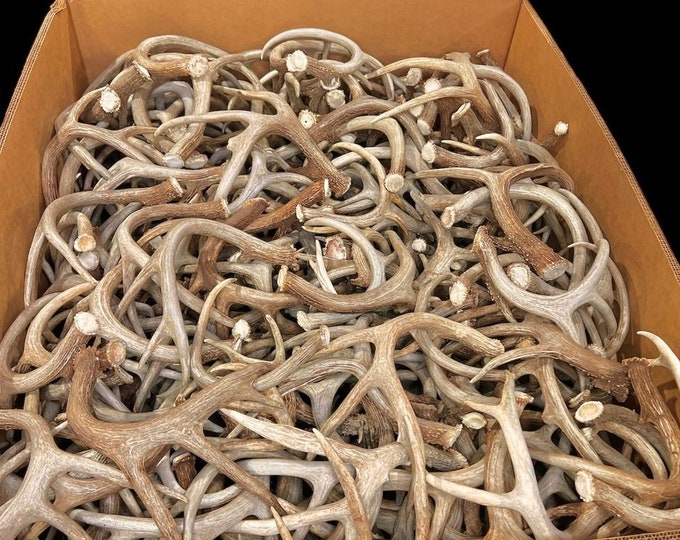 5 or 10 Pounds A Grade Whitetail Deer Antler Sheds - Minor Broken Tines ...