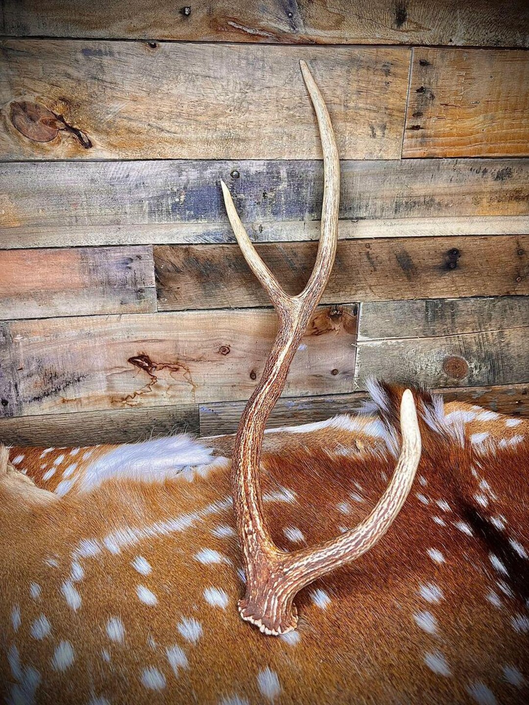 Premium Axis Deer Antler Sheds – Extra Large Size - Choose Quantity - Etsy
