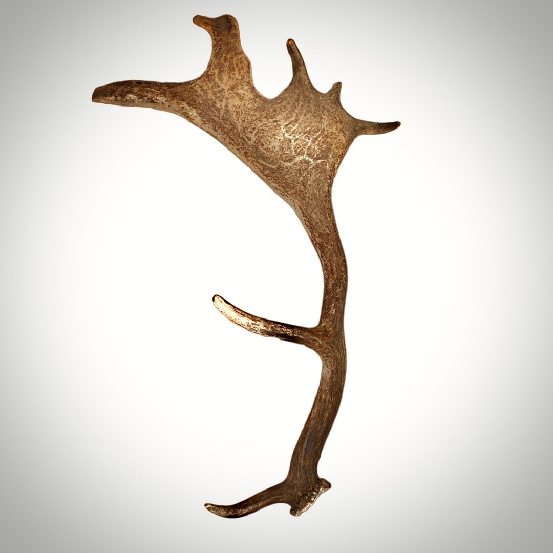 Fallow Deer Antler Sheds With 2-3 Paddle 16-19 - Etsy