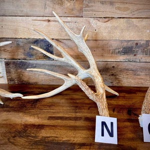 1 Large Self-standing Whitetail Deer Antler Shed W/droptine - Etsy