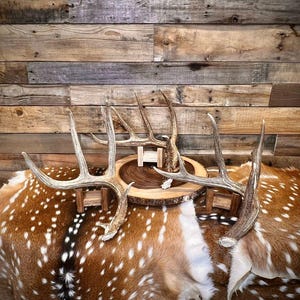 Large Whitetail Deer Antler Sheds - A Grade - Choose Quantity - Etsy