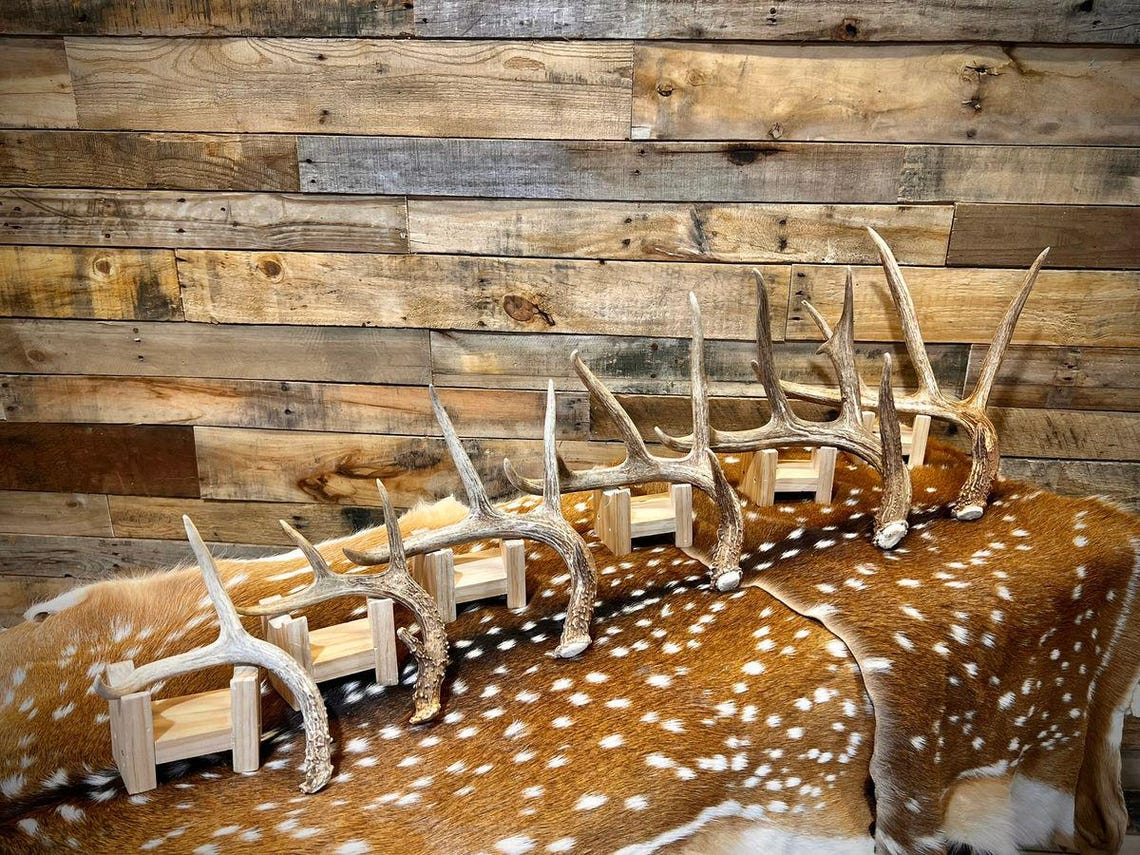 Large Whitetail Deer Antler Sheds - A Grade - Choose Quantity - Etsy