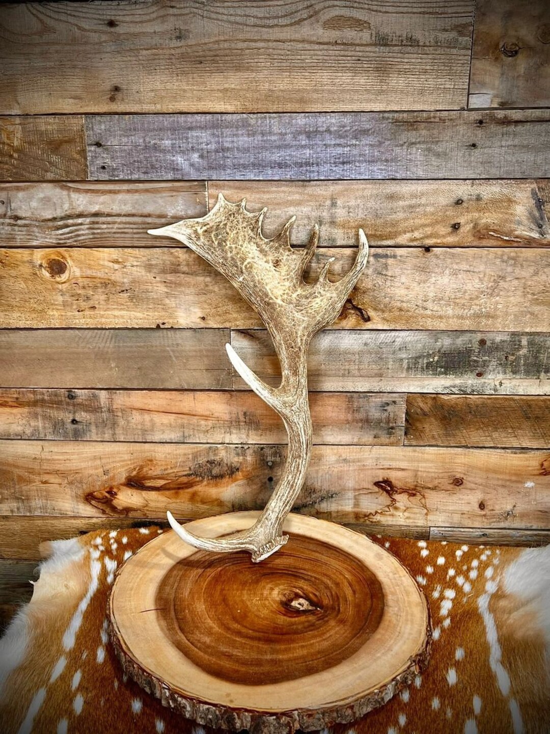 Fallow Deer Antler Sheds With 3-4" Paddle, 17-21" Long - Choose ...