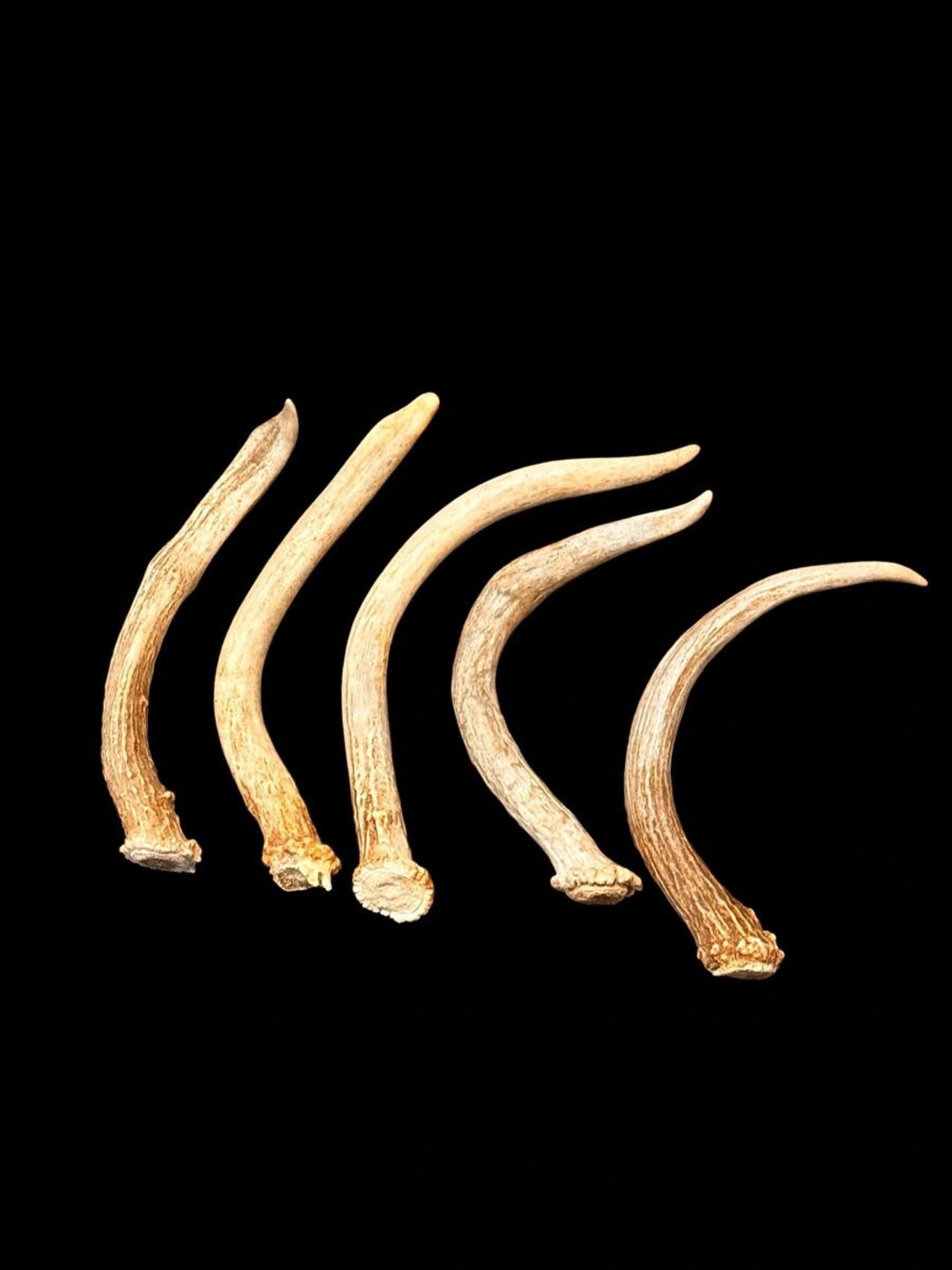 5-pack Spike Buck Whitetail Deer Antler Sheds Extra Small - Etsy