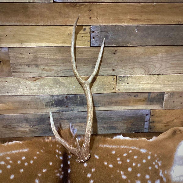 Axis Deer Antler - Etsy