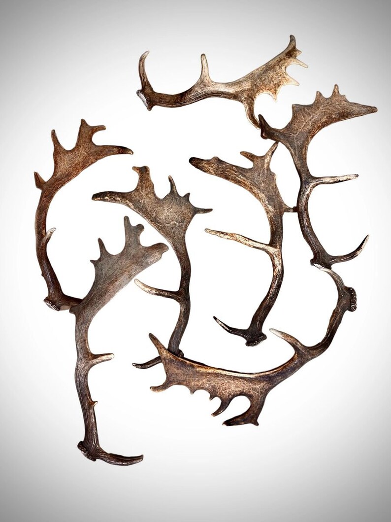 Fallow Deer Antler Sheds With 2-3" Paddle, 16-19" Long - Choose ...