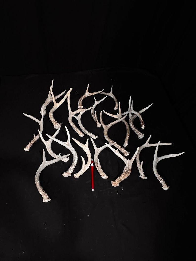 Extra-small Fork-horn 2/3 Point Whitetail Deer Antler Sheds - Etsy
