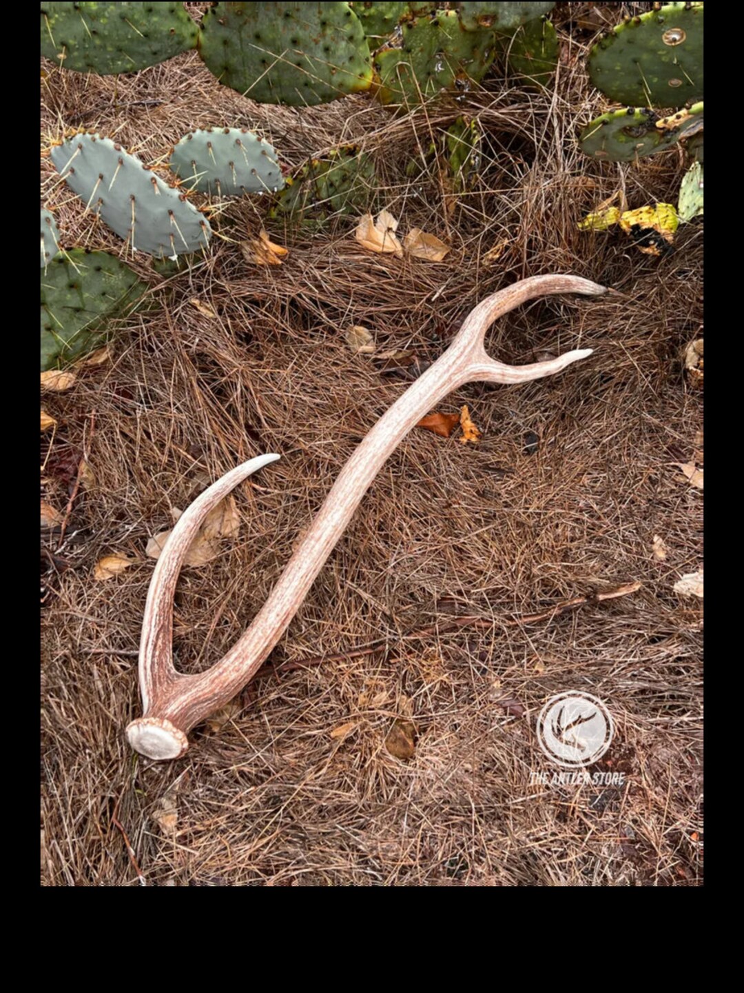 Big 33" Trophy Axis Antler Shed - Etsy