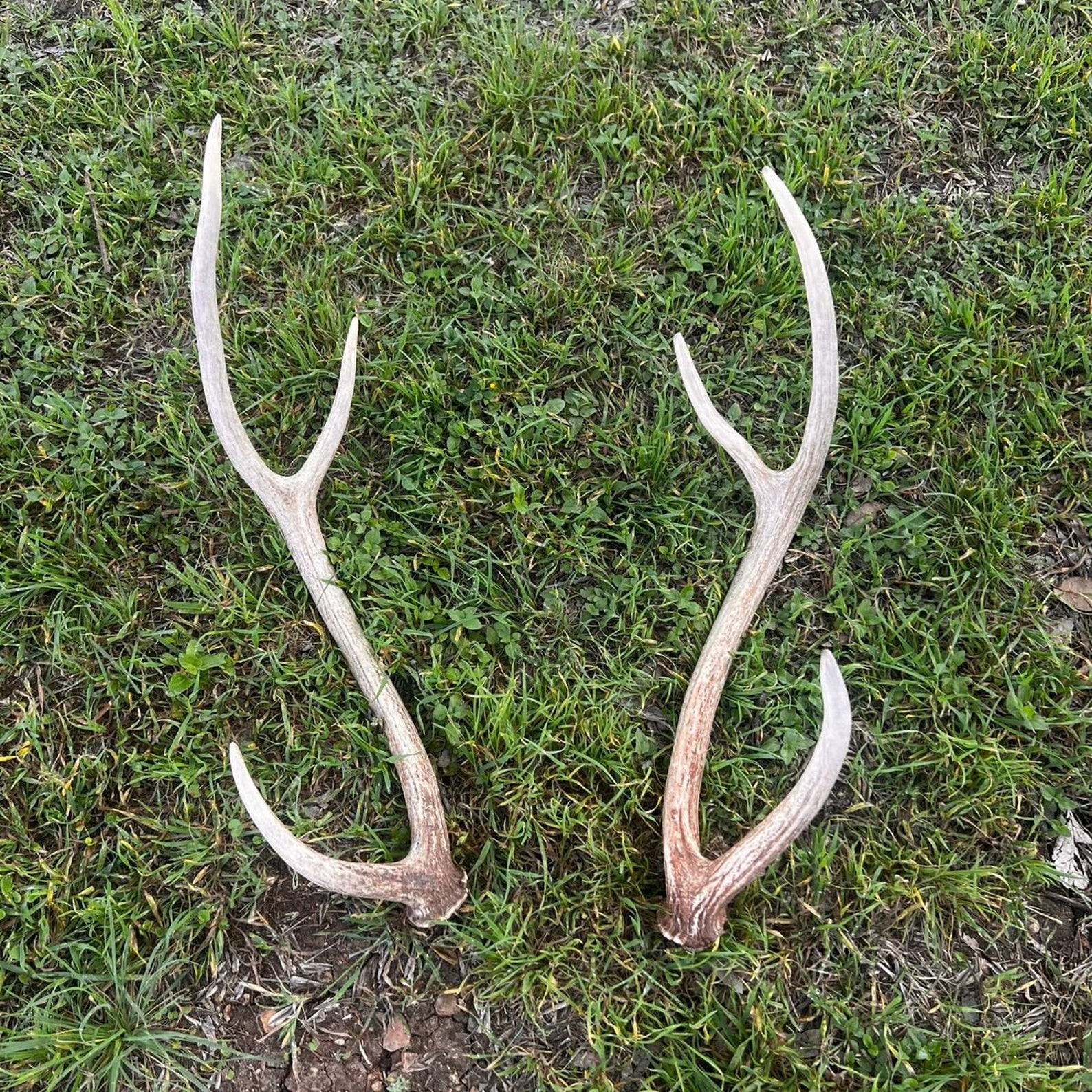 Pair of Non-matching Axis Deer Antler Sheds - XS, Small, Medium, Large ...