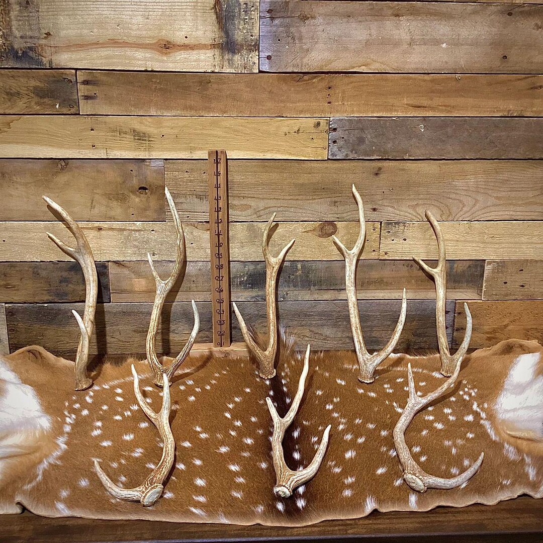 Premium Axis Deer Antler Sheds - Small Size - Choose Quantity - Etsy