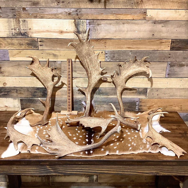 Grade-a Fallow Deer Antler Sheds - 5 or 10 Pounds - Minor Broken Tines ...