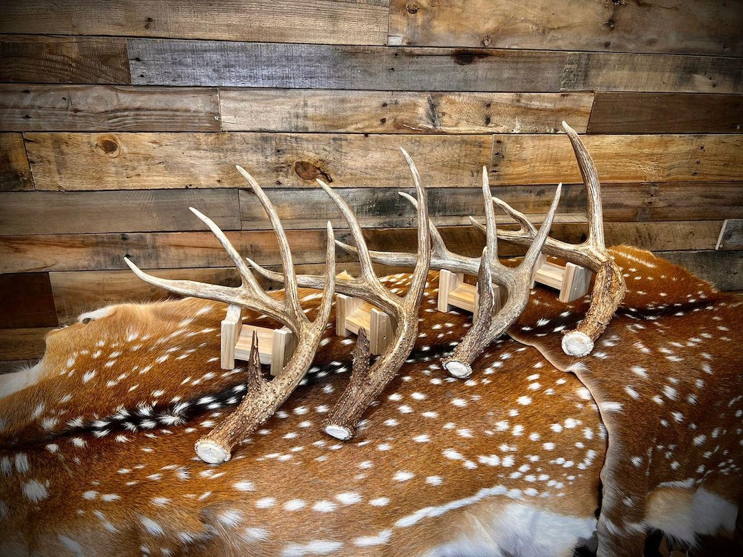 Large Whitetail Deer Antler Sheds - A Grade - Choose Quantity - Etsy