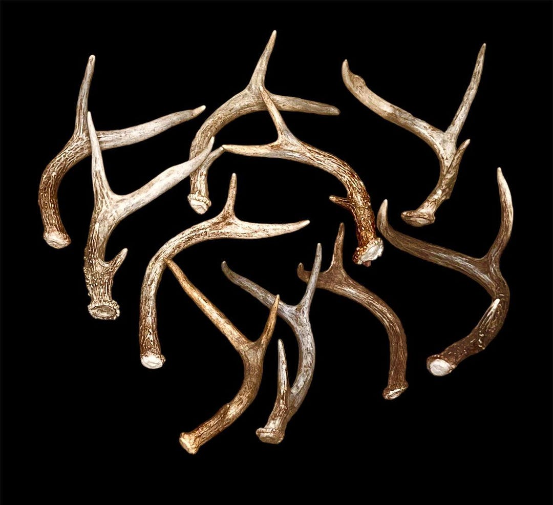 Extra-small Fork-horn 2/3 Point Whitetail Deer Antler Sheds - Wreath ...