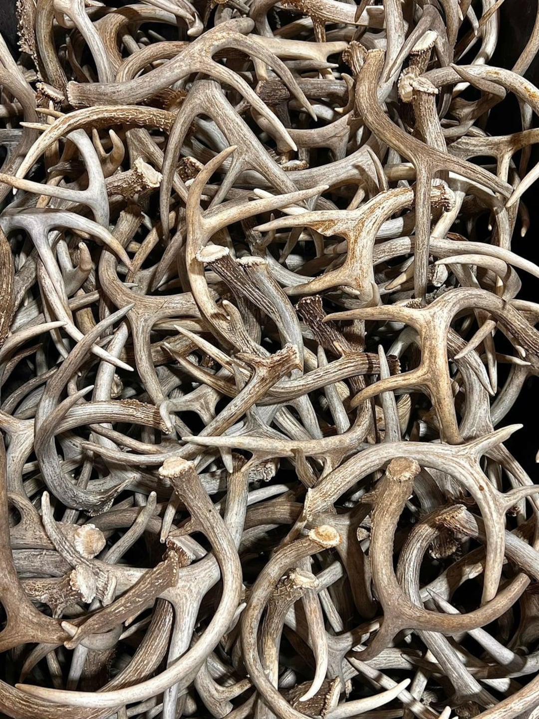 B-grade WHITETAIL Deer Antler Sheds - Light Brown/white Color - 5 or 10 ...
