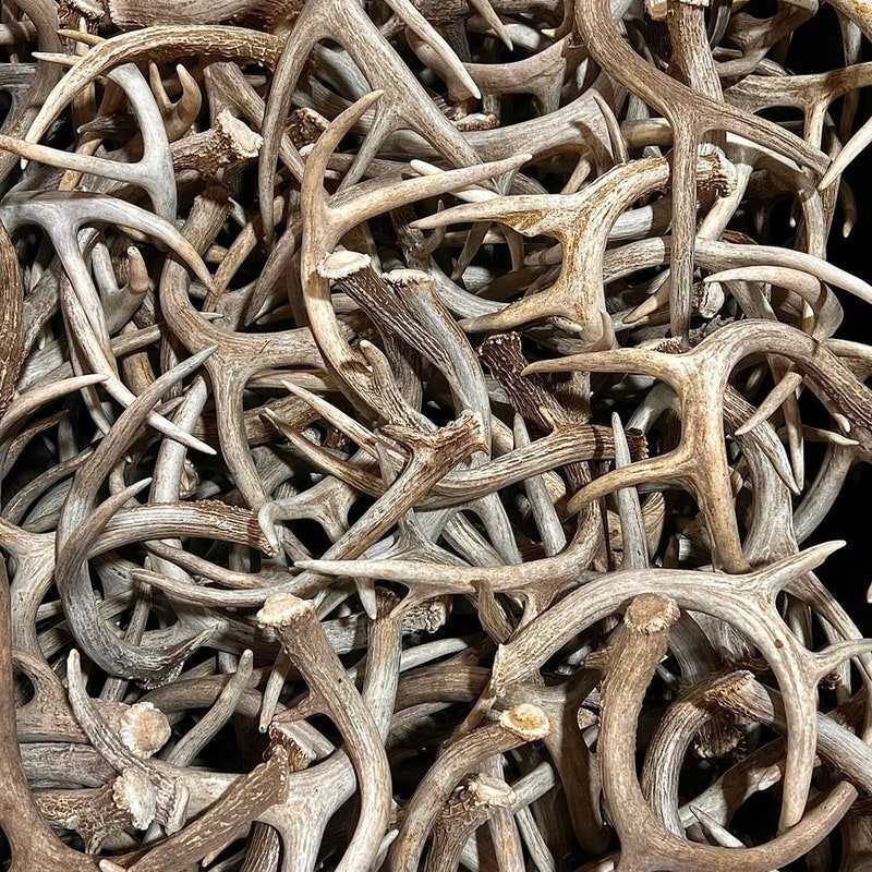 Real Mounted Deer Head - Etsy