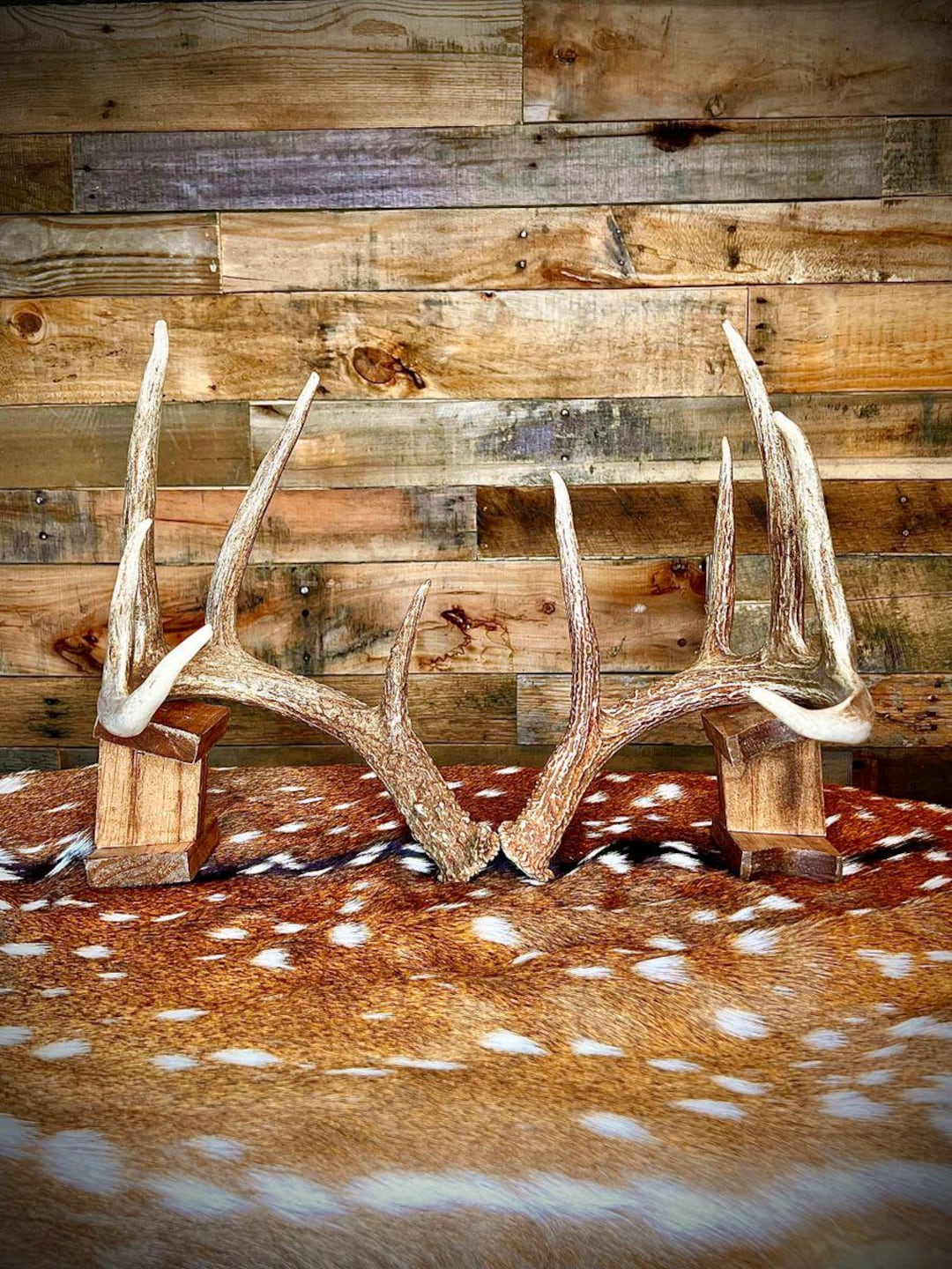Pair of Non-matching Whitetail Deer Antler Sheds - A Grade - All Sizes ...