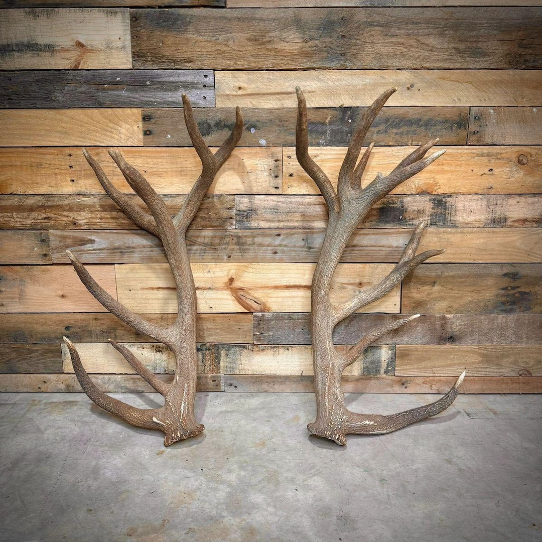 Big 244" Matching Pair of Trophy Red Stag Antler Sheds - Free Ship - Etsy