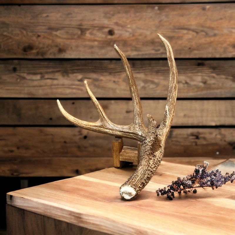 Whitetail Sheds - Etsy