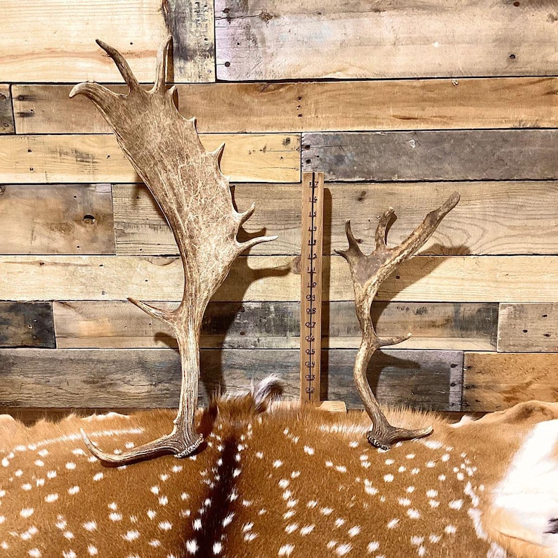 Grade-a Fallow Deer Antler Sheds - 5 or 10 Pounds - Minor Broken Tines ...