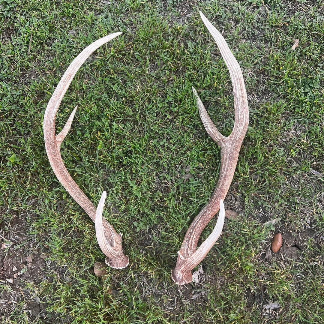 Pair of Non-matching Axis Deer Antler Sheds - XS, Small, Medium, Large ...