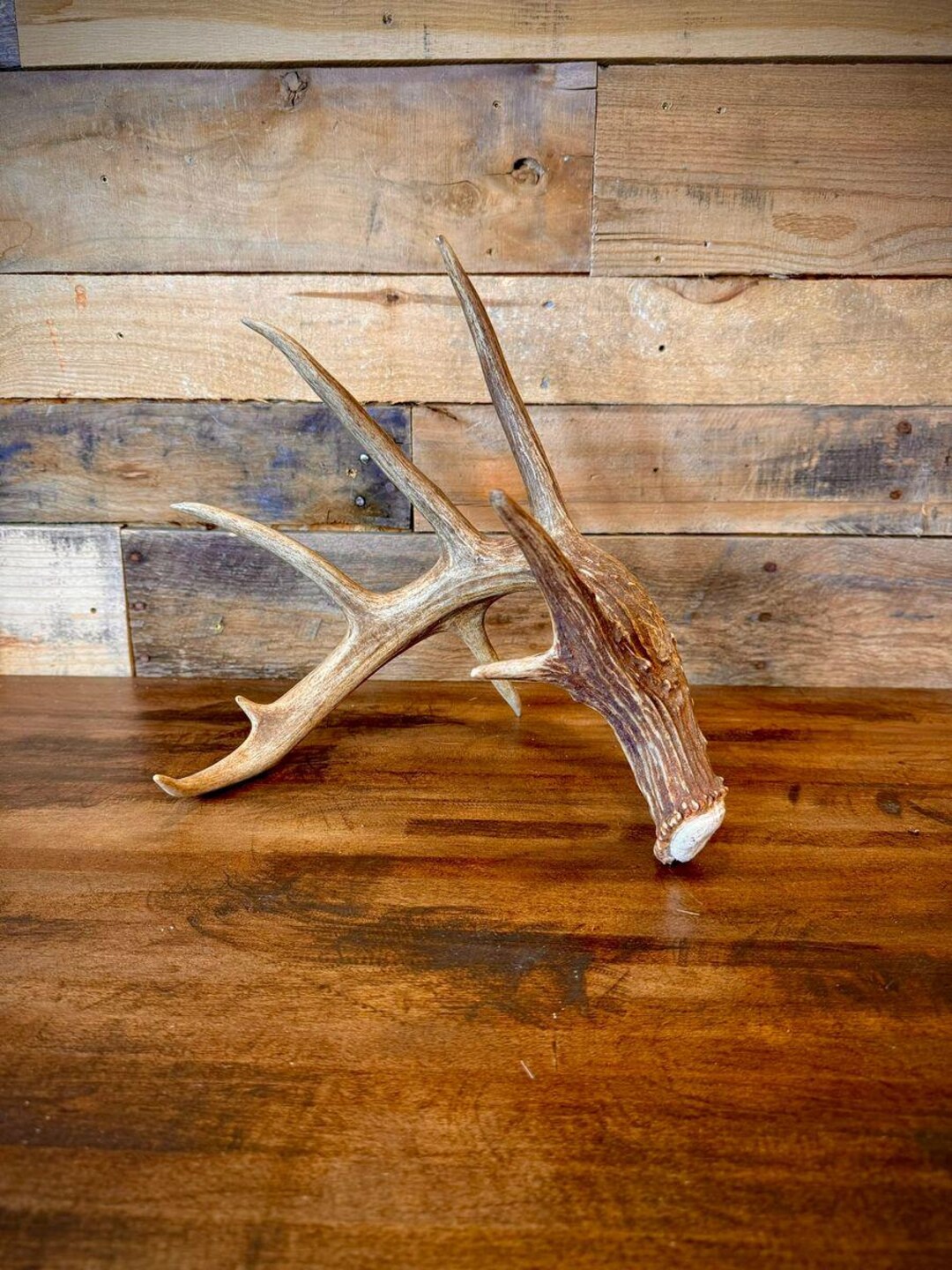 1 Large Self-standing Whitetail Deer Antler Shed W/droptine - Etsy