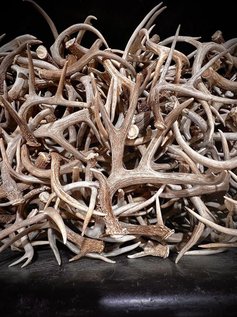 B-grade WHITETAIL Deer Antler Sheds - Light Brown/white Color - 5 or 10 ...