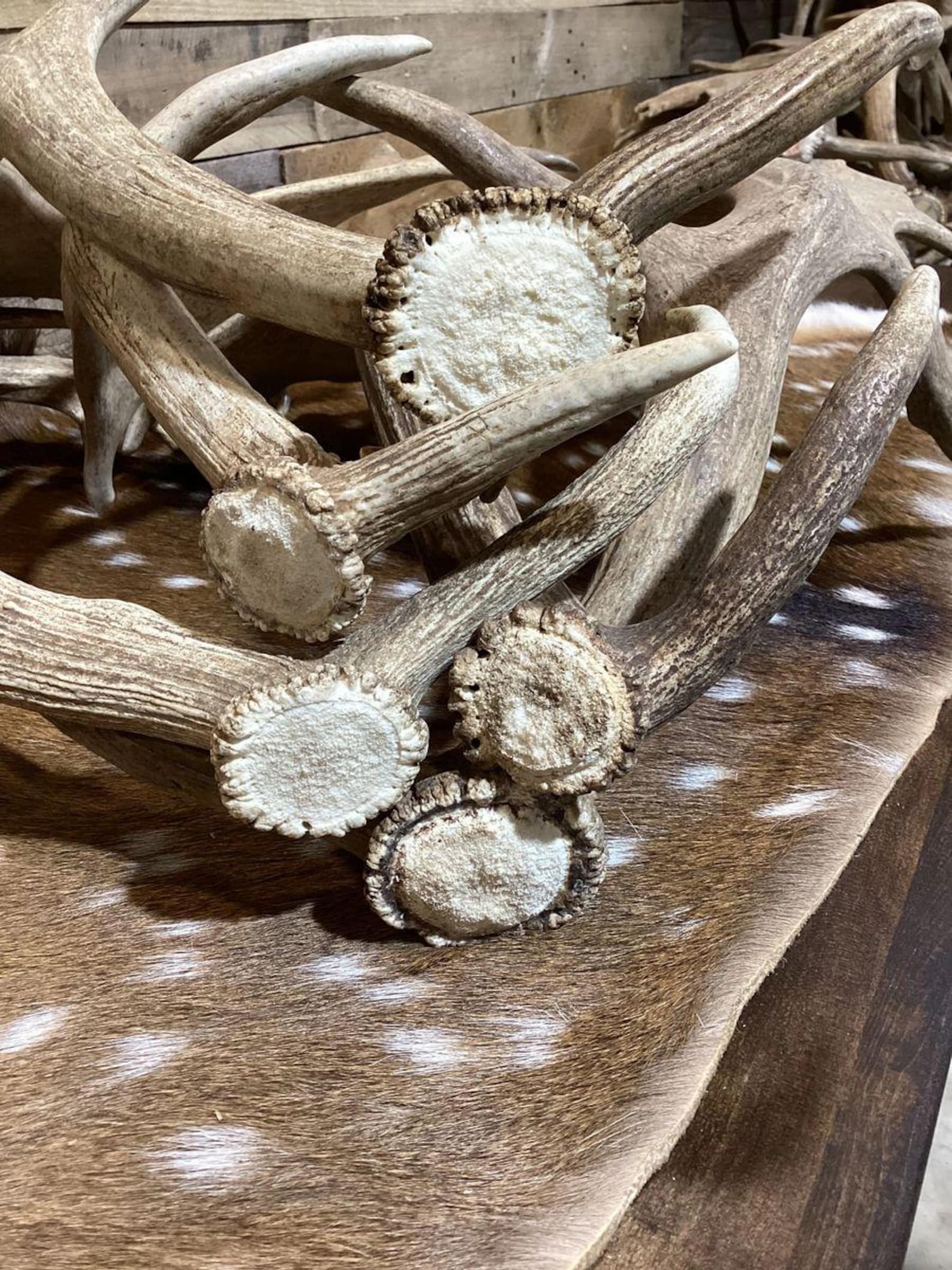 Light Brown/white Color Mix, Fallow Deer Antler Sheds - 5 or 10 Pounds ...