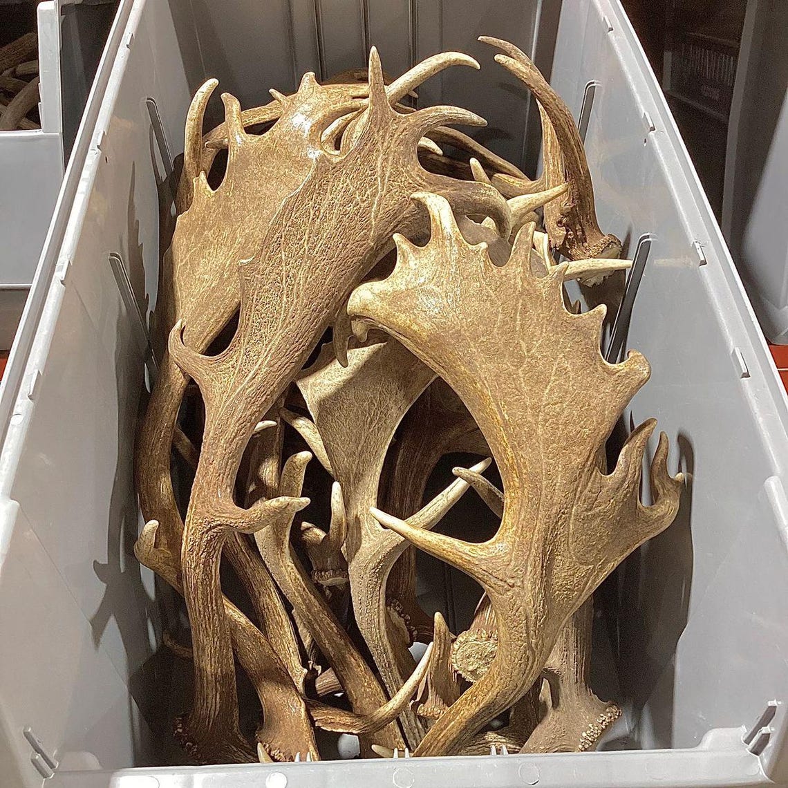 Grade-a Fallow Deer Antler Sheds - 5 or 10 Pounds - Minor Broken Tines ...