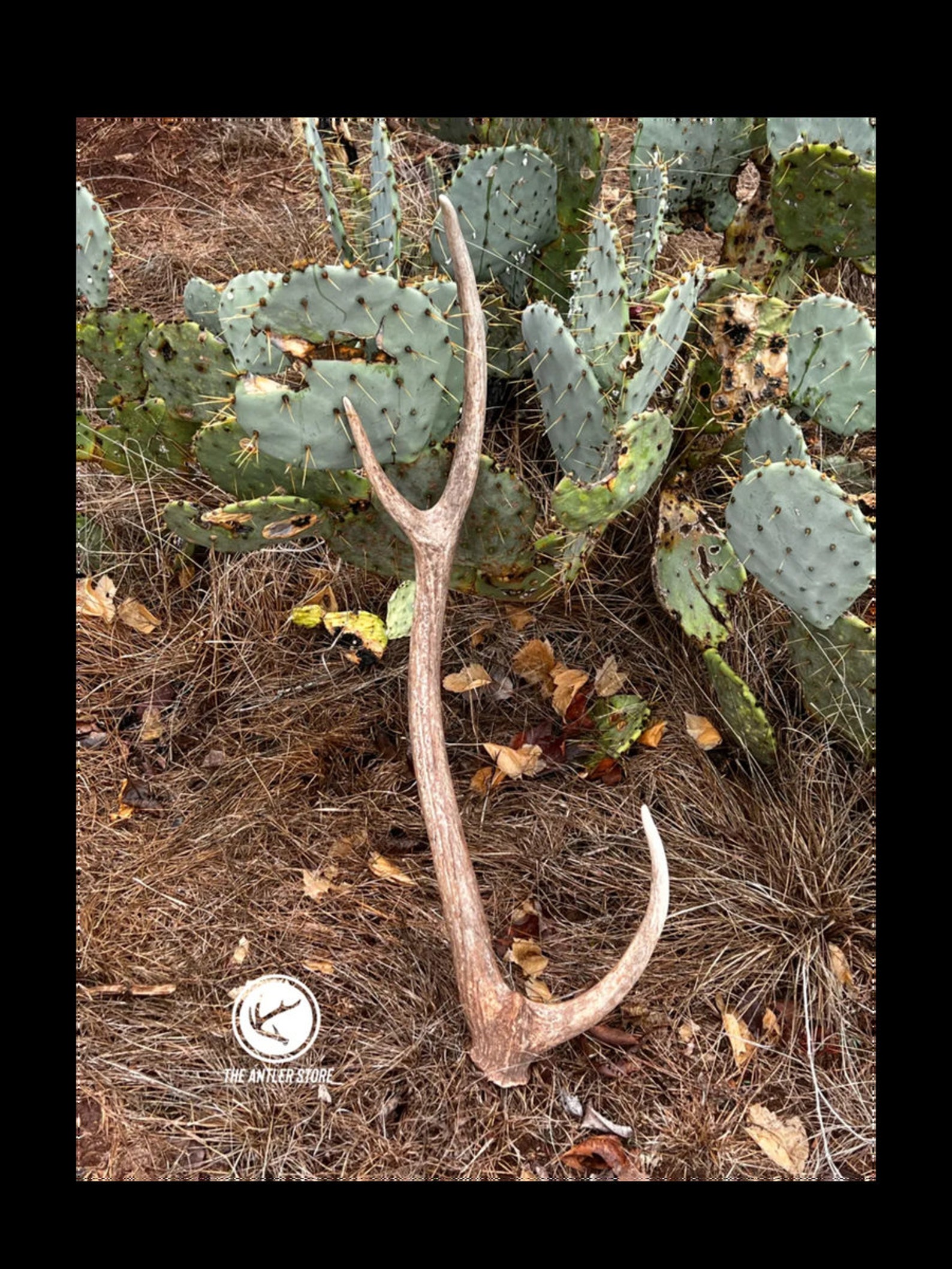 Huge 34" Trophy Axis Deer Antler Shed - Etsy