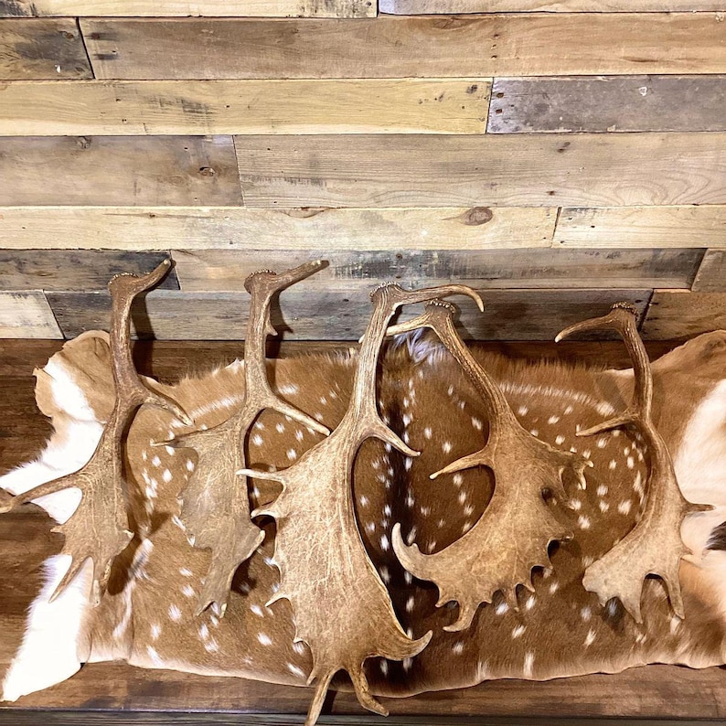 Grade-a Fallow Deer Antler Sheds - 5 or 10 Pounds - Minor Broken Tines ...