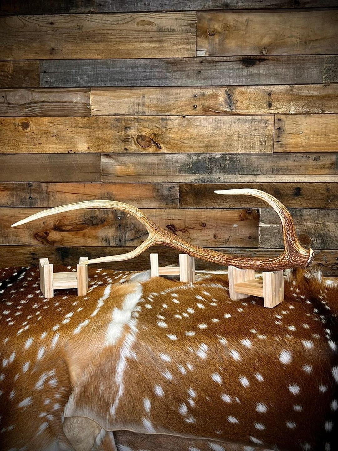 Premium Axis Deer Antler Sheds - XXL Size - Choose Quantity - Etsy