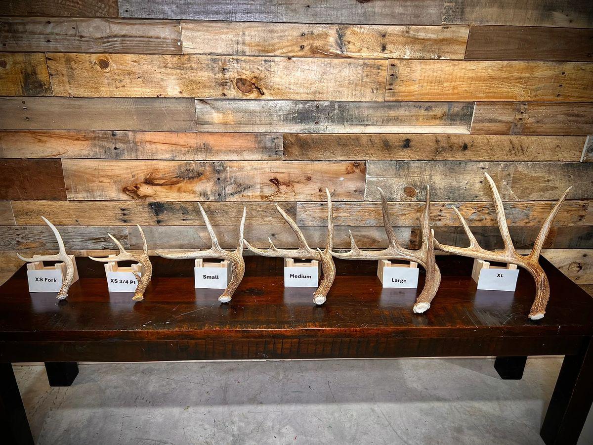 Pair of Non-matching Whitetail Deer Antler Sheds - A Grade - All Sizes ...