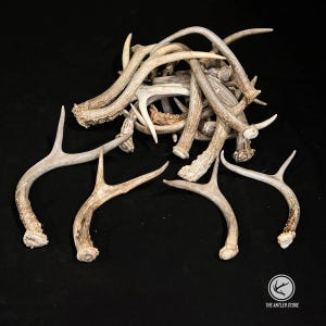 Extra-small Fork-horn 2/3 Point Whitetail Deer Antler Sheds - Wreath ...