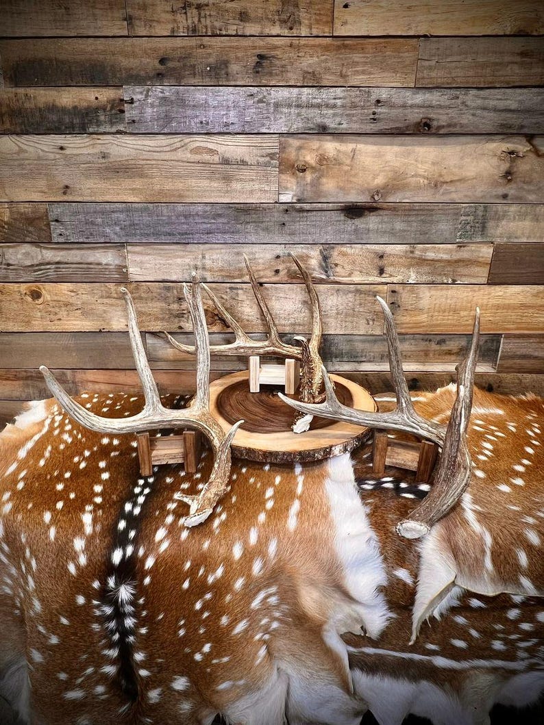 Large Whitetail Deer Antler Sheds - A Grade - Choose Quantity - Etsy