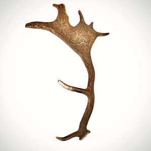 Fallow Deer Antler Sheds With 2-3" Paddle, 16-19" Long - Choose ...